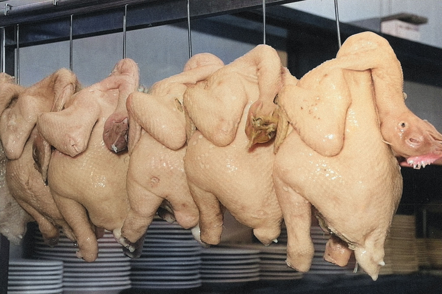 Chicken Ka Kee – United Over Chicken Rice